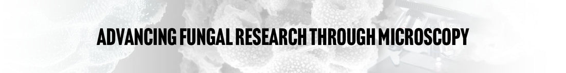 Buy Mushroom Spores Online USA - Magic Spore Labs