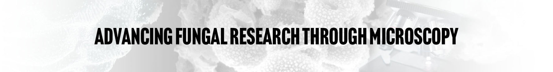 Buy Mushroom Spores Online USA - Magic Spore Labs