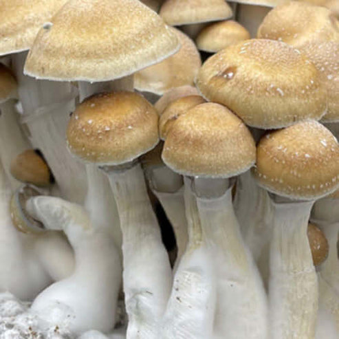Hillbilly Cubensis Spores Online | Magic Spore Labs